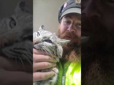 That is a tame bobcat - Machinery Asia